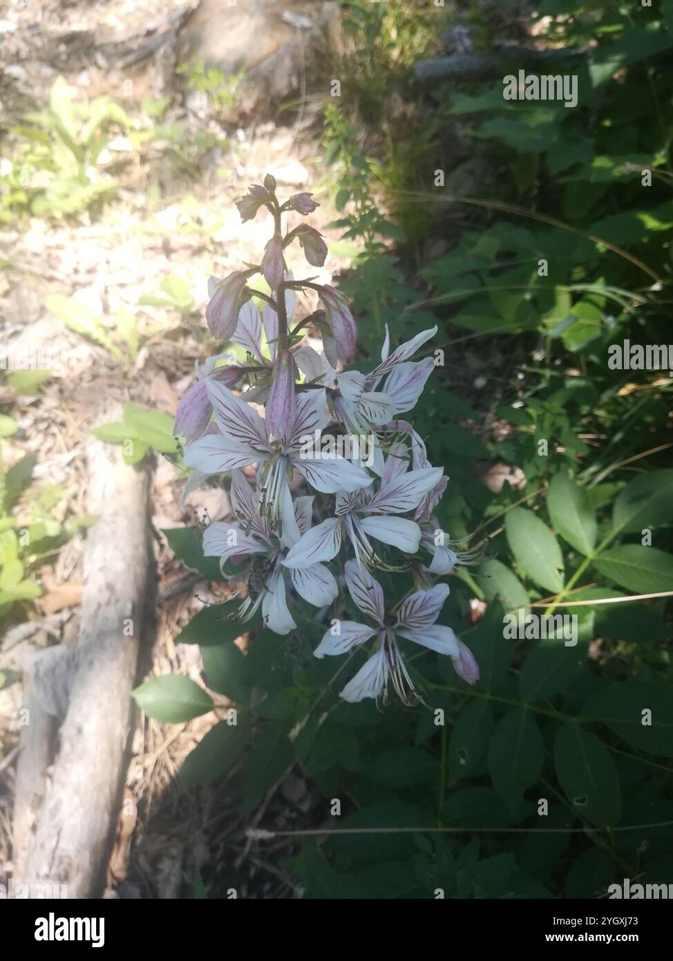 white dittany (Dictamnus albus Stock Photo - Alamy