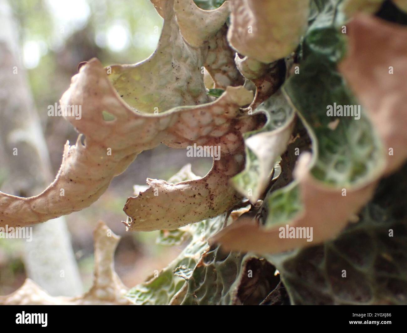 Tree Lungwort (Lobaria pulmonaria Stock Photo - Alamy