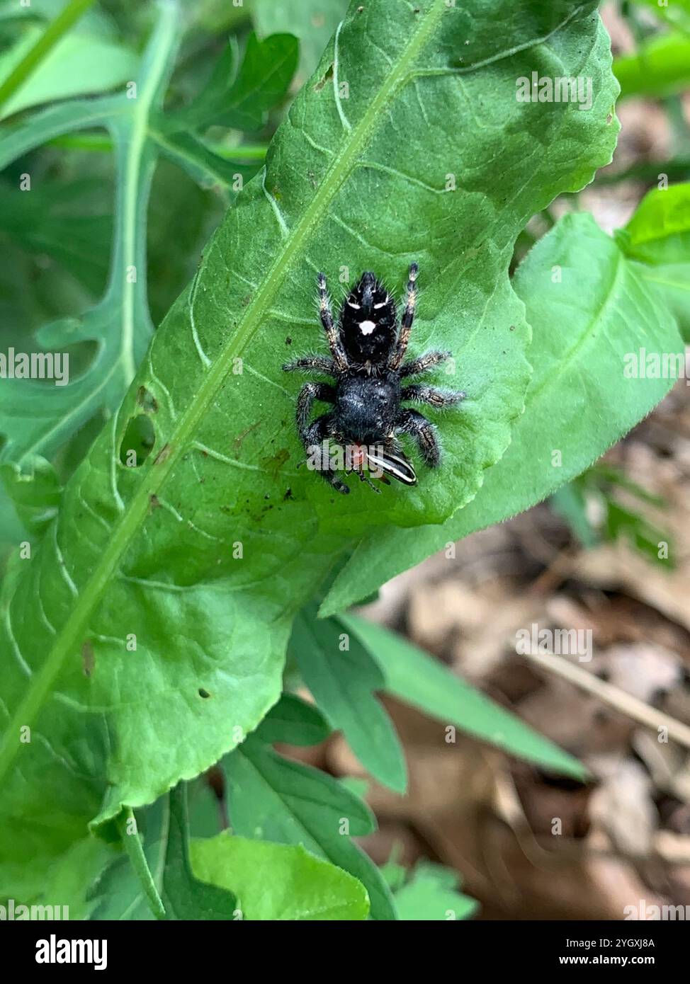 Bold Jumping Spider (Phidippus audax Stock Photo - Alamy
