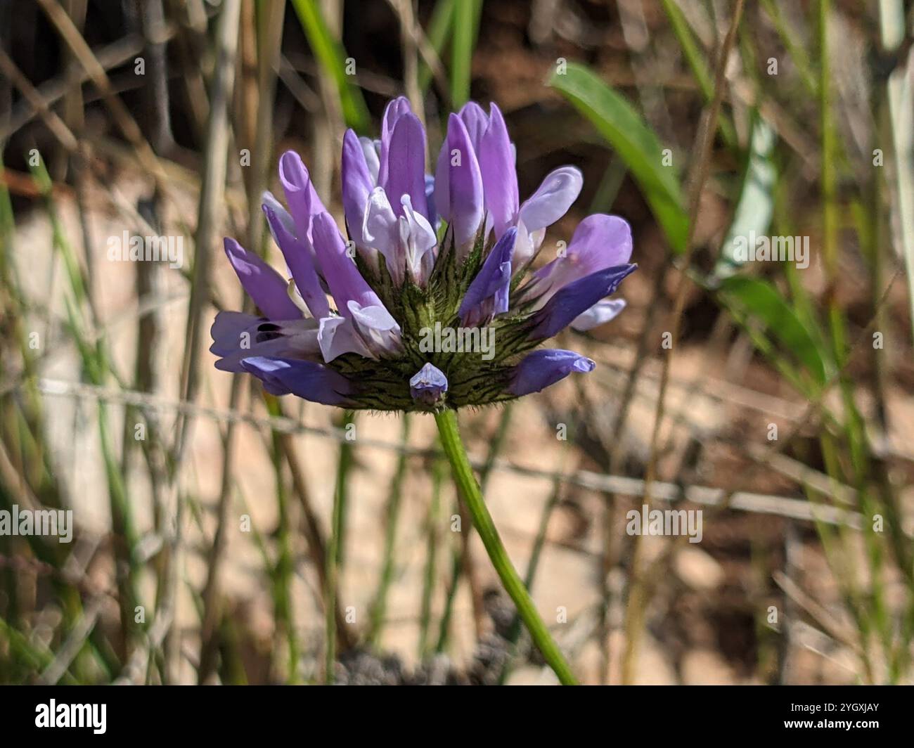 arabian pea (Bituminaria bituminosa Stock Photo - Alamy