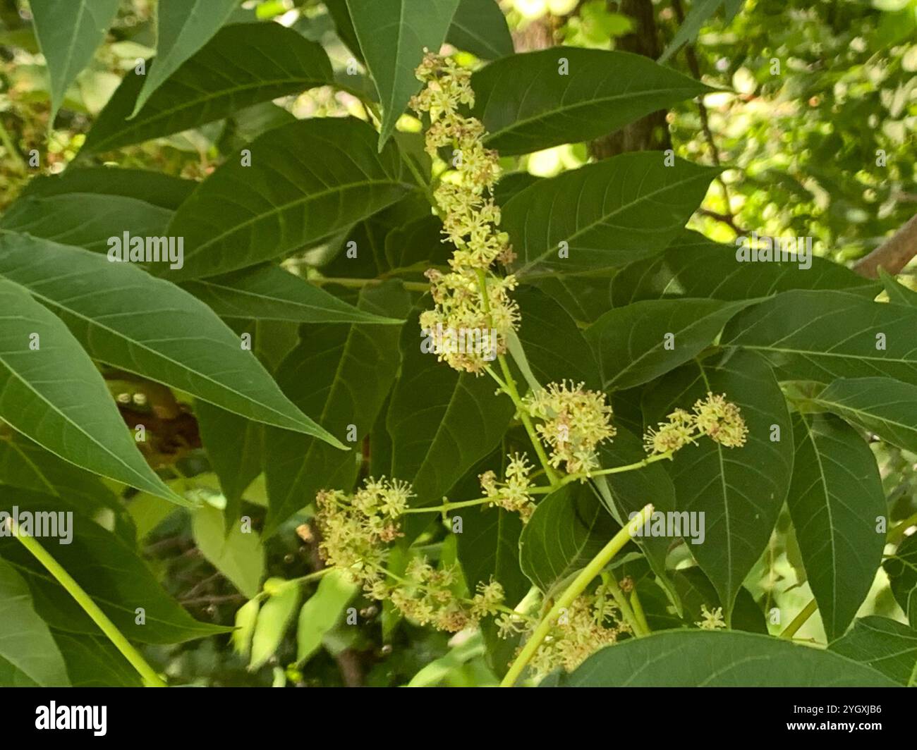 tree-of-heaven (Ailanthus altissima Stock Photo - Alamy