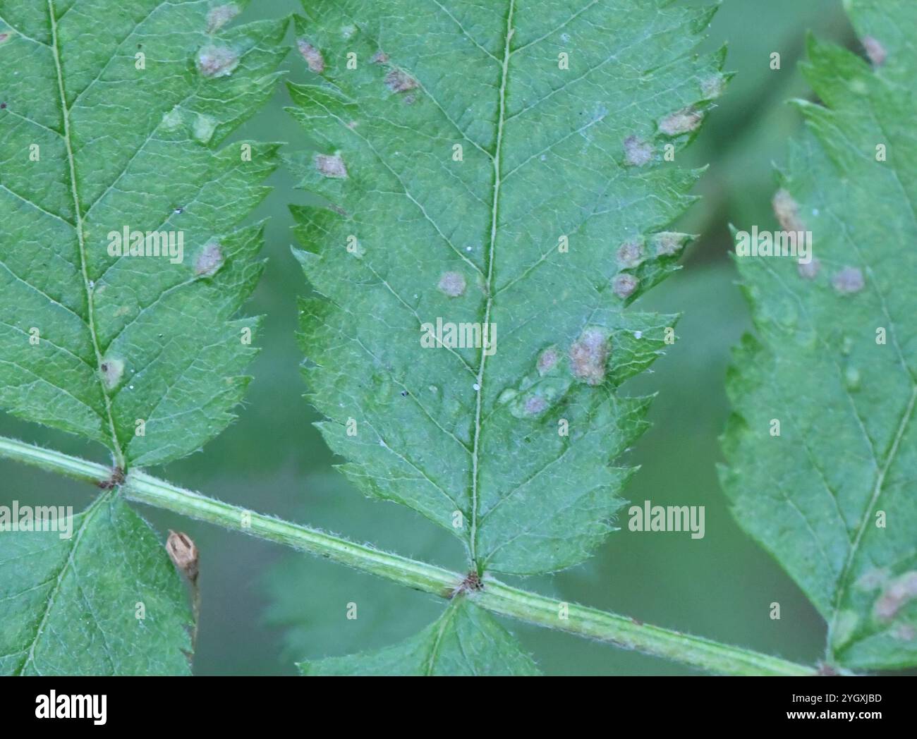 Pearleaf blister mite hi-res stock photography and images - Alamy