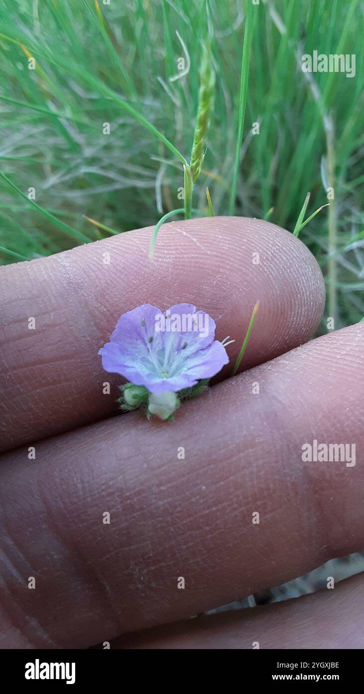 Linearleaf Phacelia (Phacelia linearis Stock Photo - Alamy