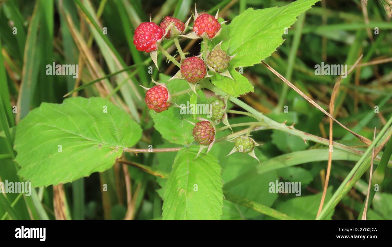 black raspberry (Rubus occidentalis Stock Photo - Alamy