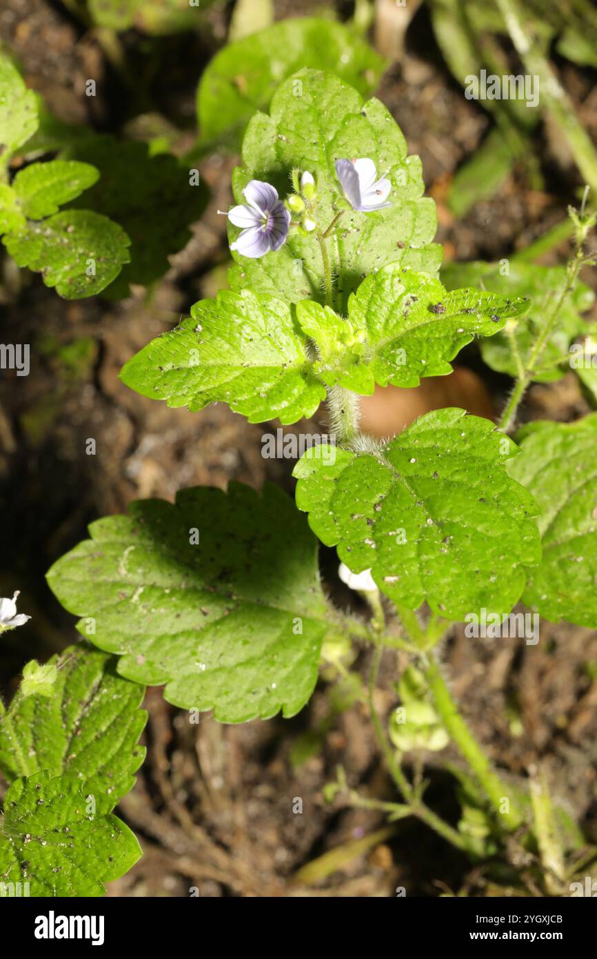 Wood Speedwell (Veronica montana Stock Photo - Alamy
