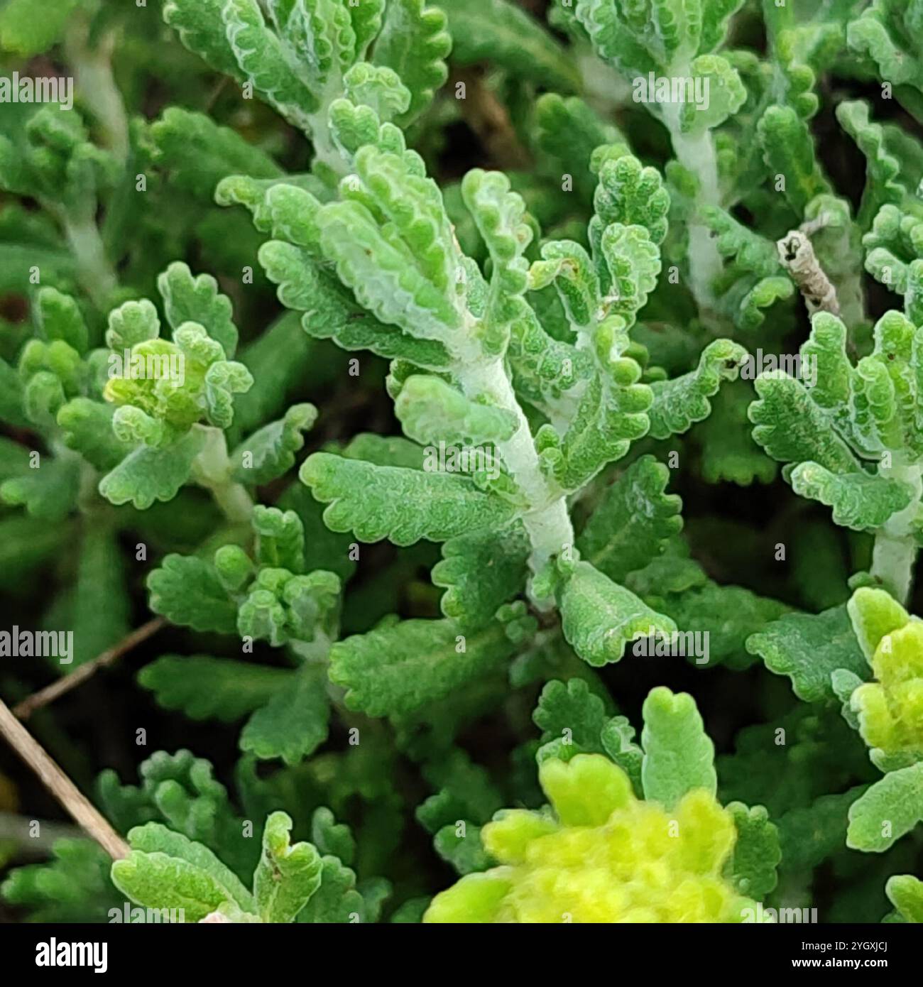 Gold germander (Teucrium aureum Stock Photo - Alamy