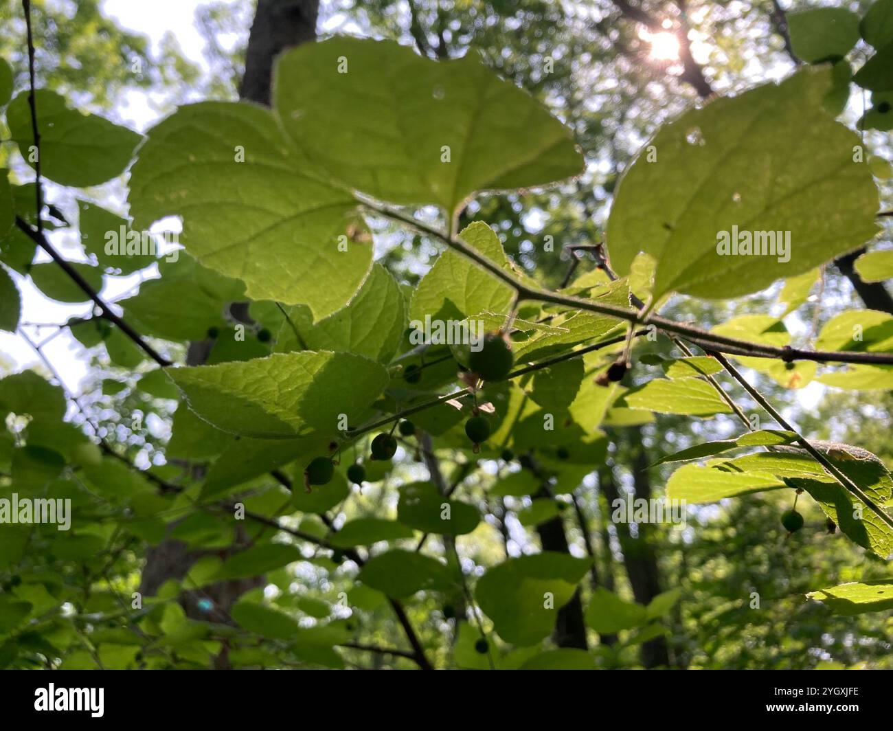 Dwarf Hackberry (Celtis tenuifolia Stock Photo - Alamy