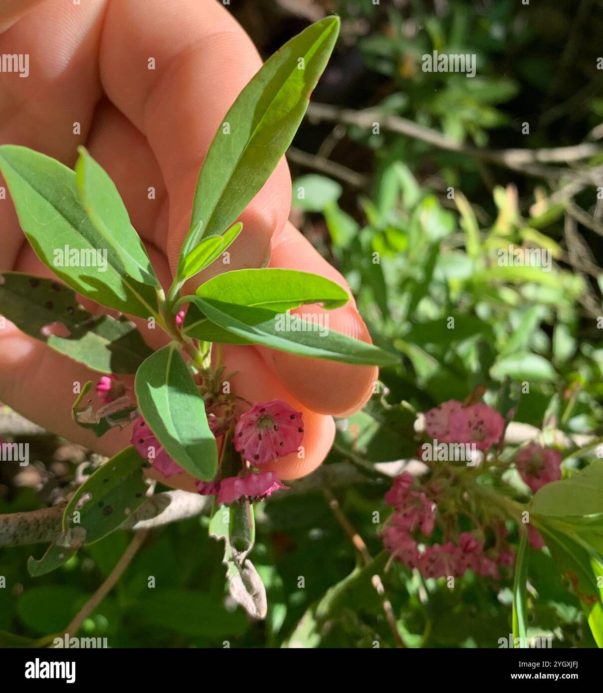 sheep laurel (Kalmia angustifolia Stock Photo - Alamy