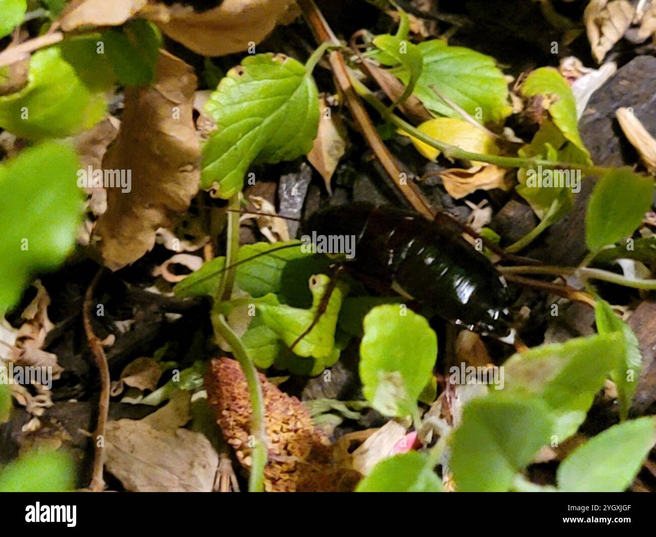 Oriental Cockroach (Blatta orientalis Stock Photo - Alamy