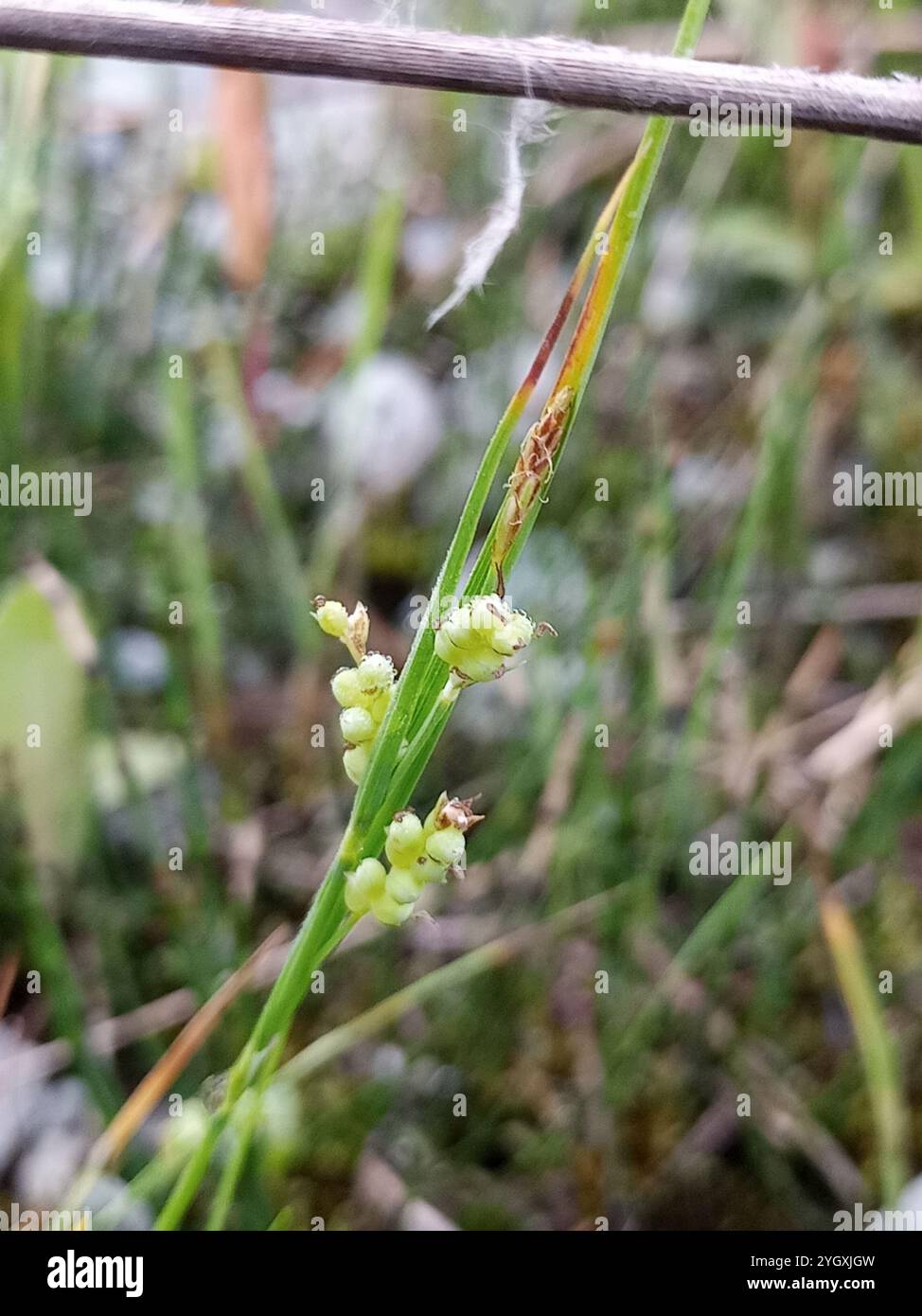 golden sedge (Carex aurea Stock Photo - Alamy