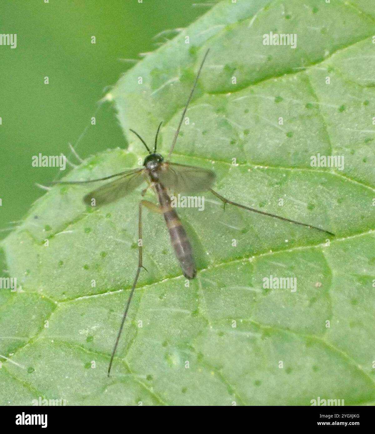 Fungus Gnats and Gall Midges (Sciaroidea Stock Photo - Alamy