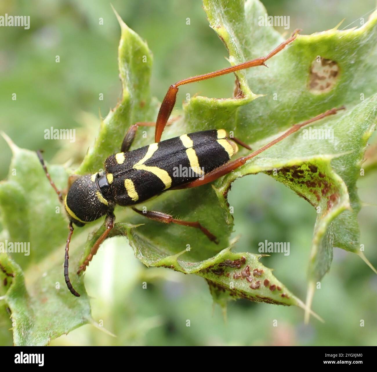 Wasp Beetle (Clytus arietis Stock Photo - Alamy