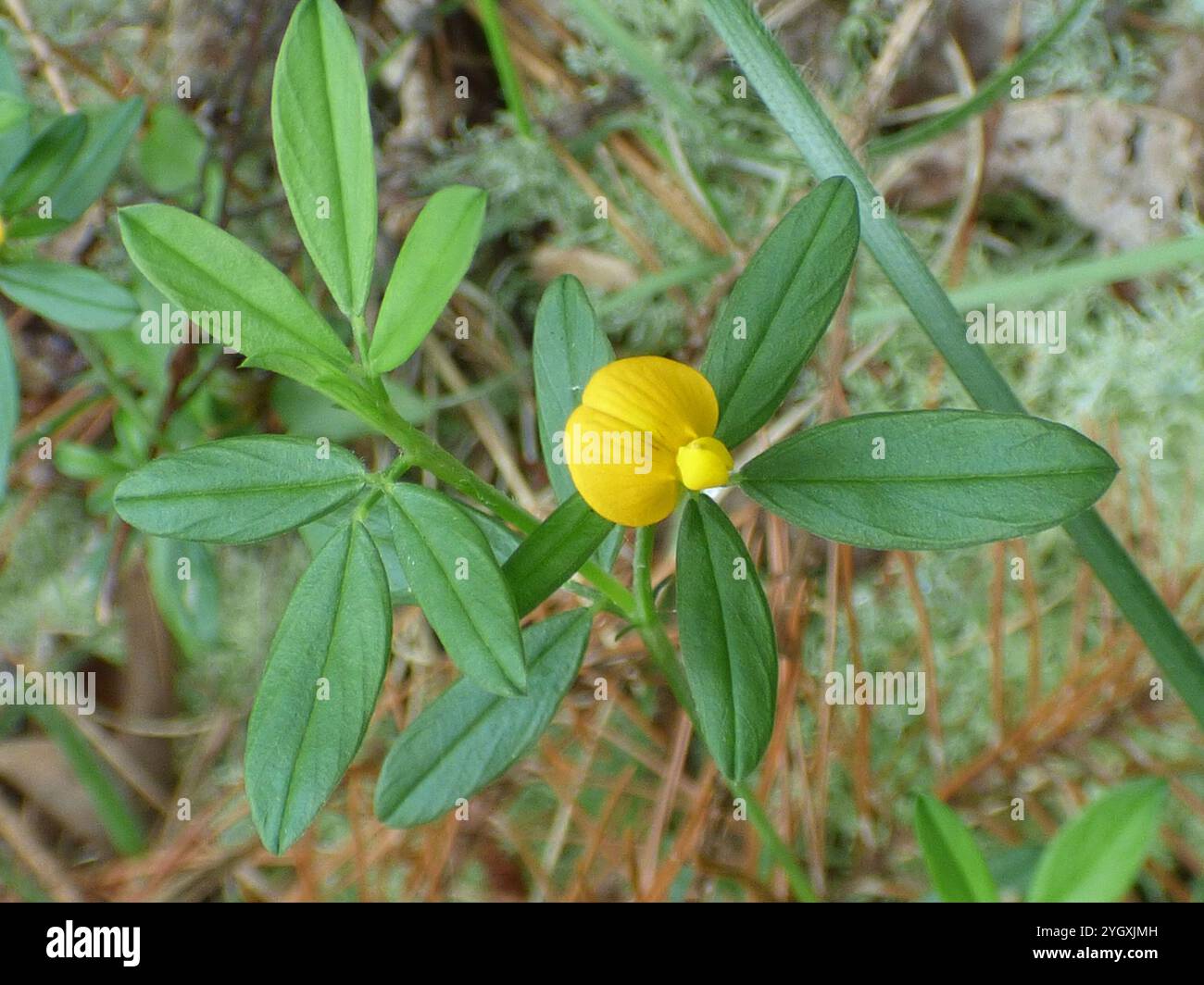 sidebeak pencilflower (Stylosanthes biflora Stock Photo - Alamy