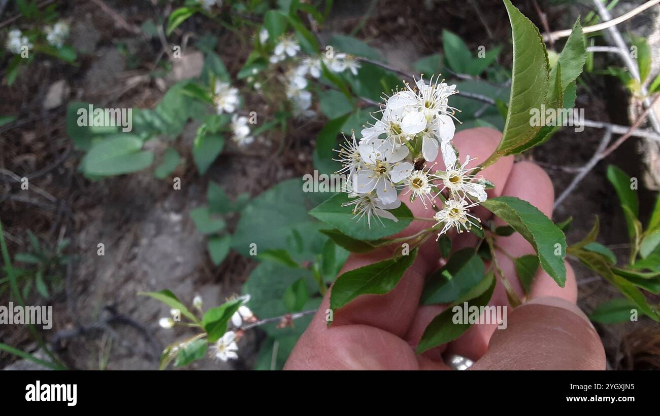 fire cherry (Prunus pensylvanica Stock Photo - Alamy