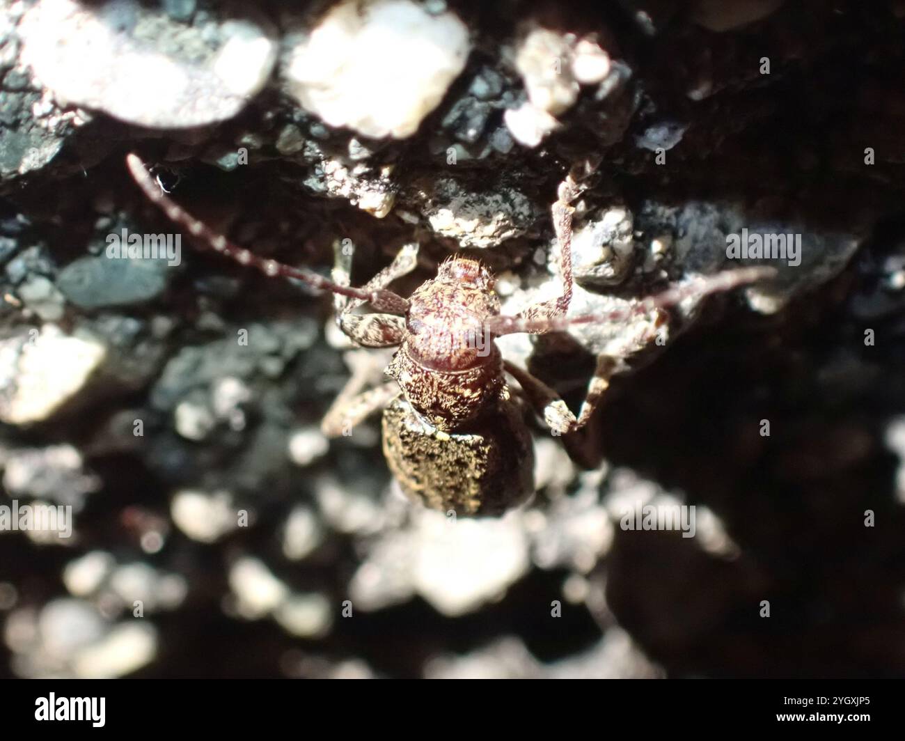 Thorn-tailed Longhorn Beetle (Plectrura spinicauda Stock Photo - Alamy