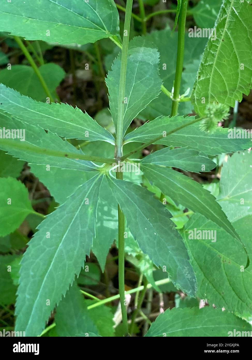 Black Snakeroot (Sanicula canadensis Stock Photo - Alamy
