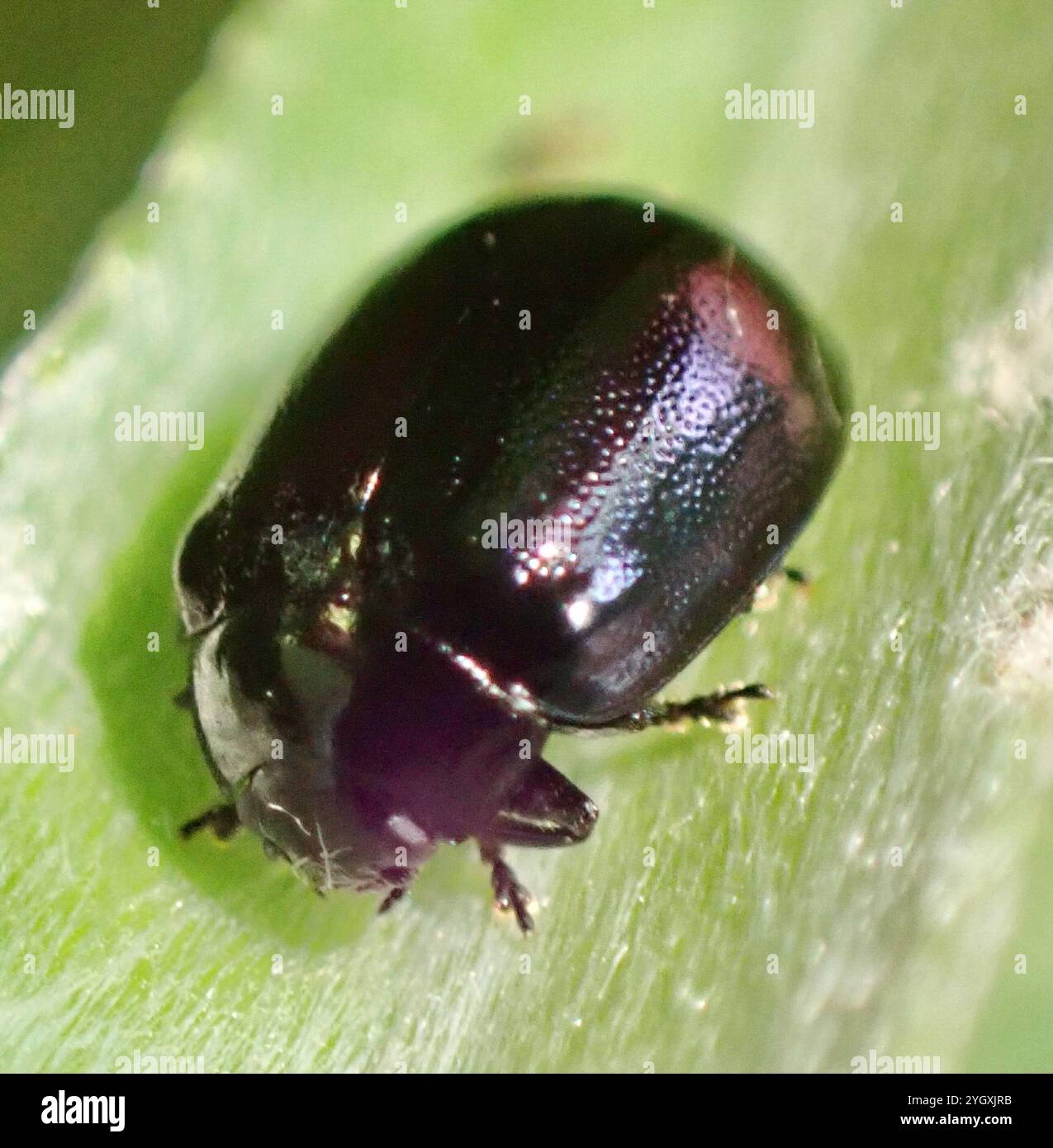 Willow Leaf Beetle (Plagiodera versicolora Stock Photo - Alamy