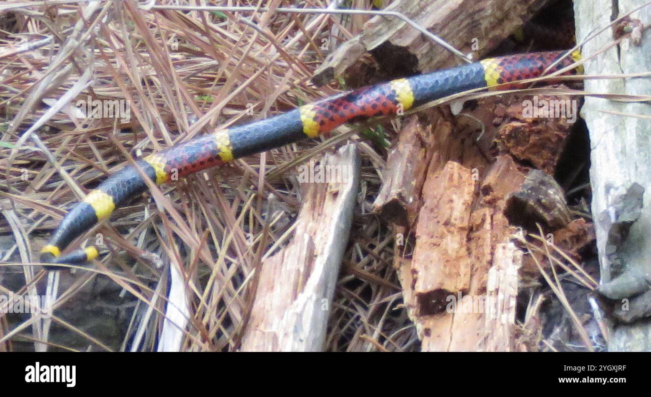 Texas Coralsnake (Micrurus tener Stock Photo - Alamy