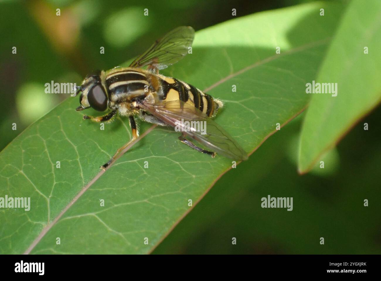 Sun Fly (Helophilus pendulus Stock Photo - Alamy