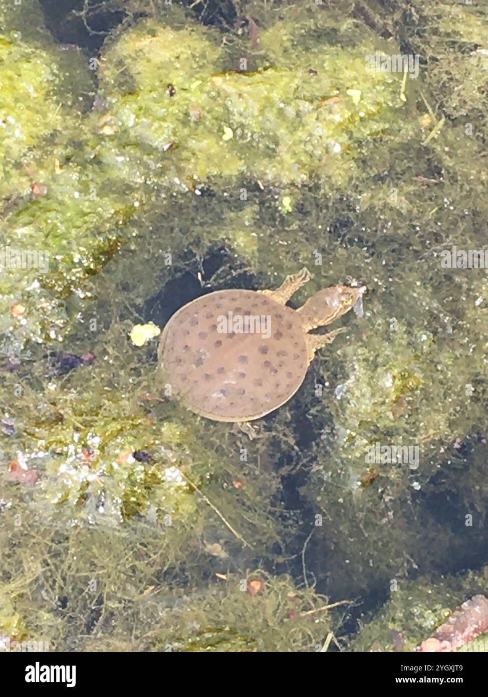 Spiny Softshell (Apalone spinifera Stock Photo - Alamy
