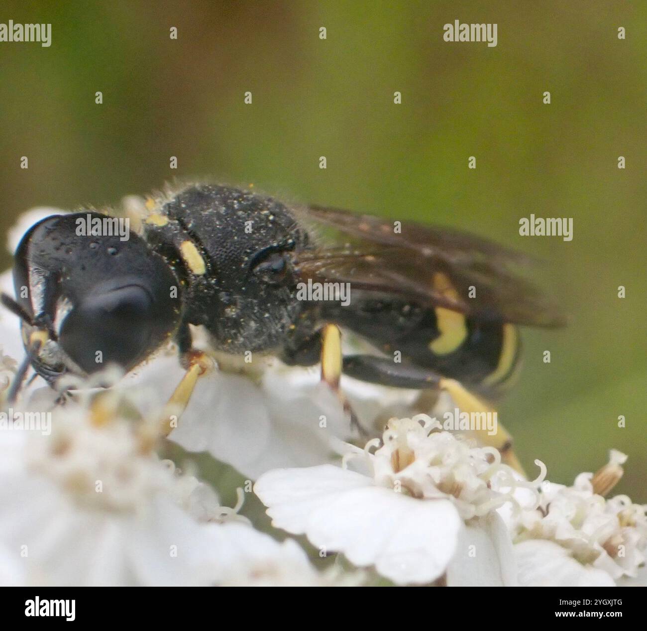 Common Ectemnius (Ectemnius continuus Stock Photo - Alamy