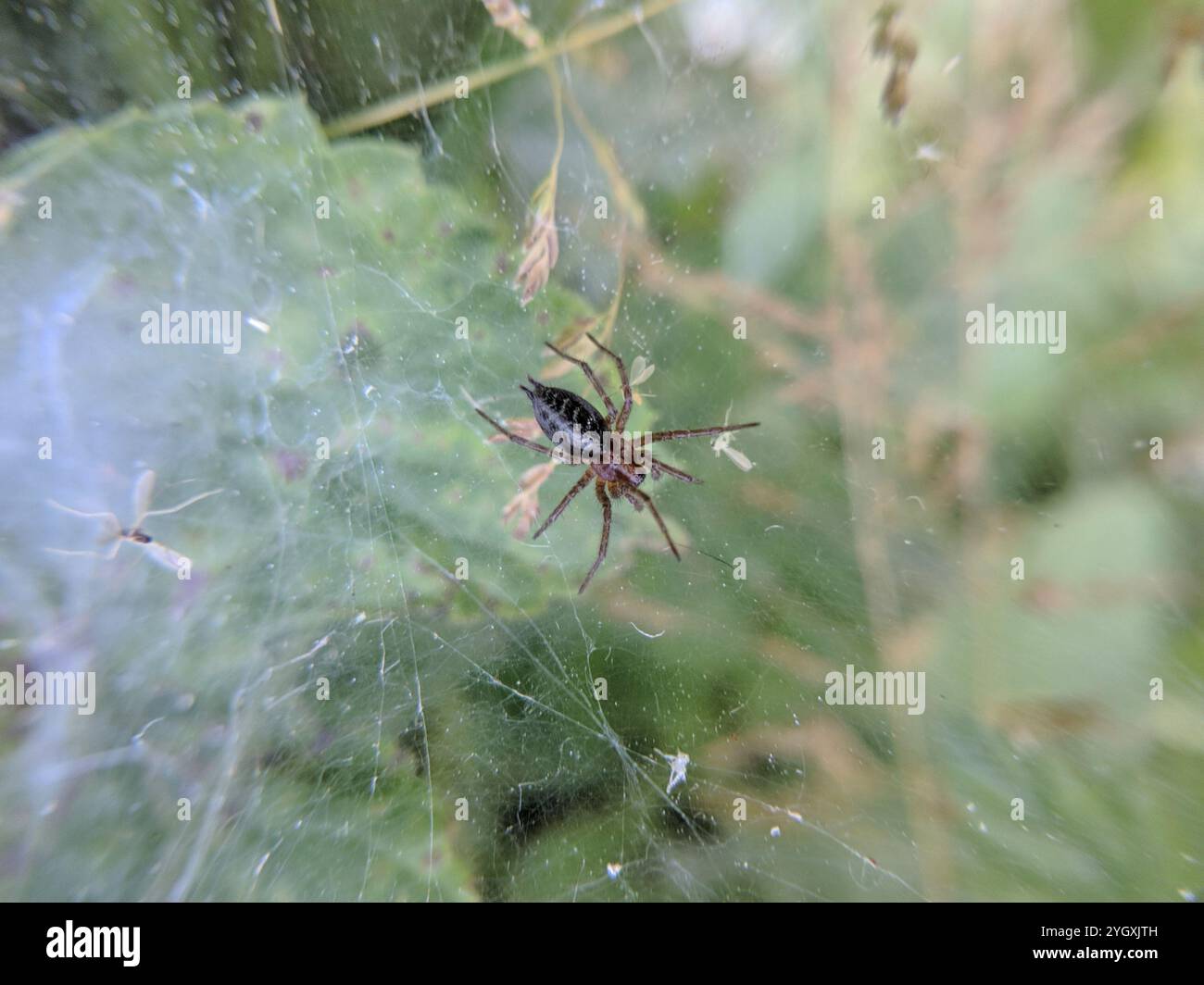 Labyrinth spider (Agelena labyrinthica Stock Photo - Alamy