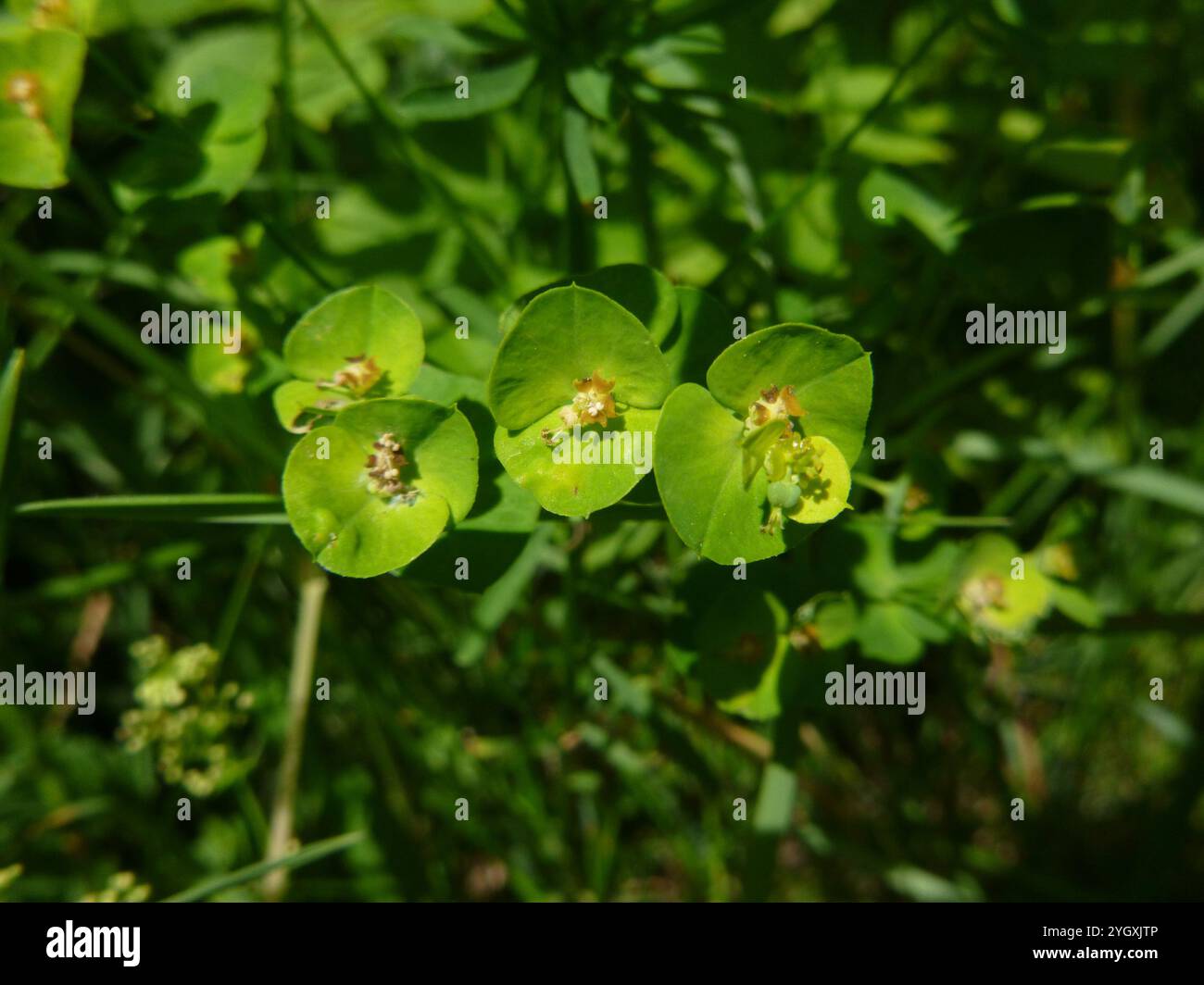 leafy spurge (Euphorbia esula Stock Photo - Alamy