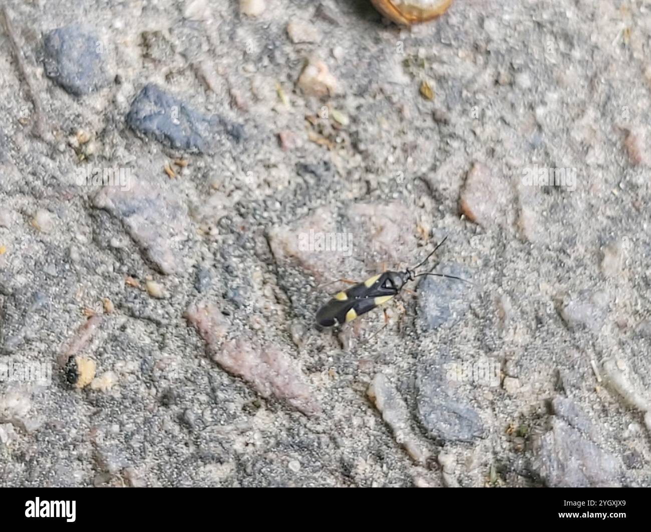 four-spotted plant bug (Dryophilocoris flavoquadrimaculatus Stock Photo ...
