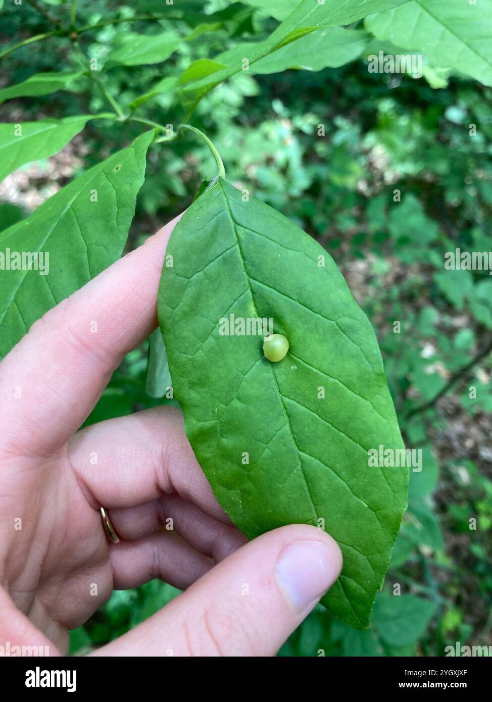ash bullet gall midge (Dasineura pellex Stock Photo - Alamy