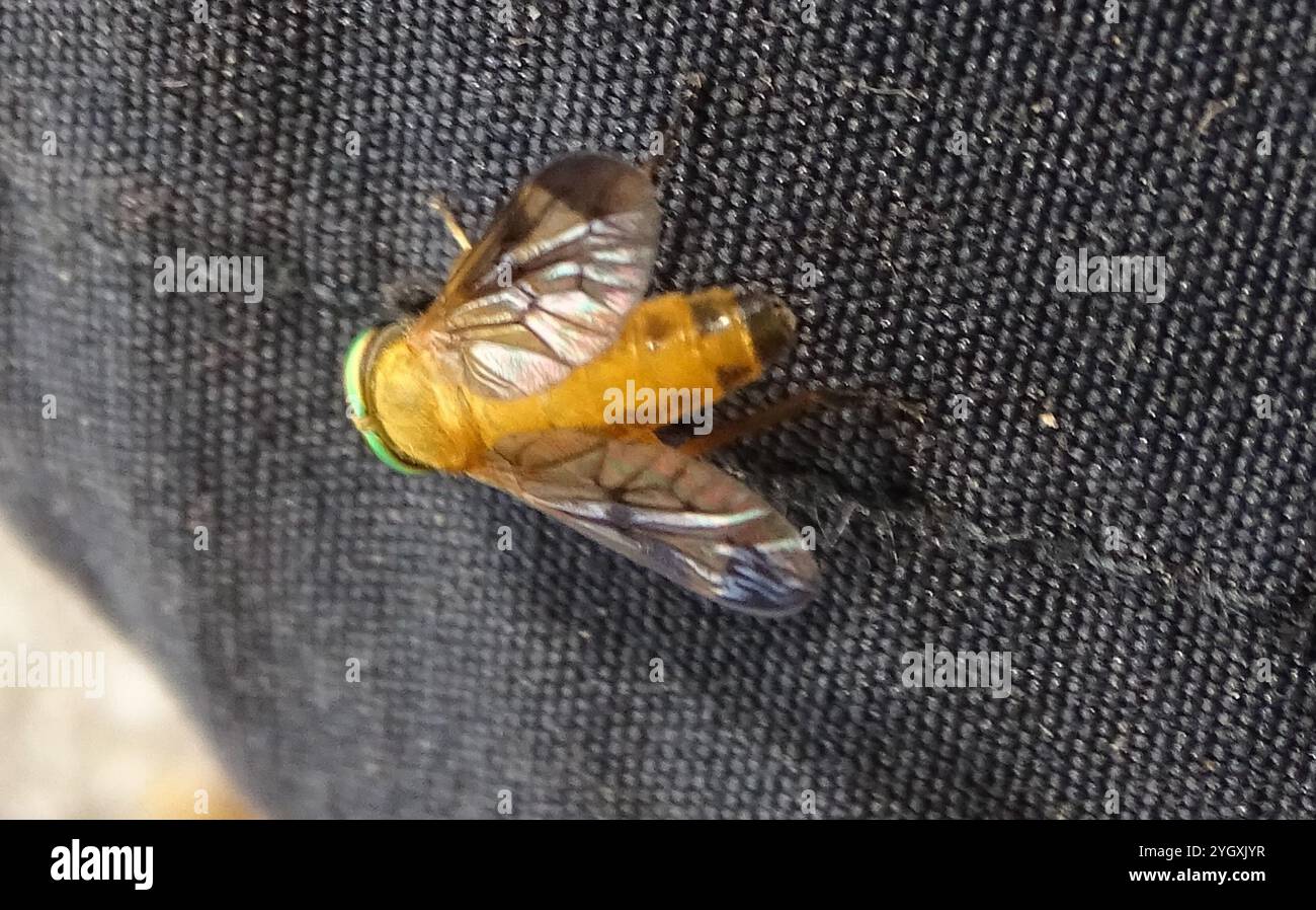 Yellow Fly of the Dismal Swamp (Diachlorus ferrugatus Stock Photo - Alamy