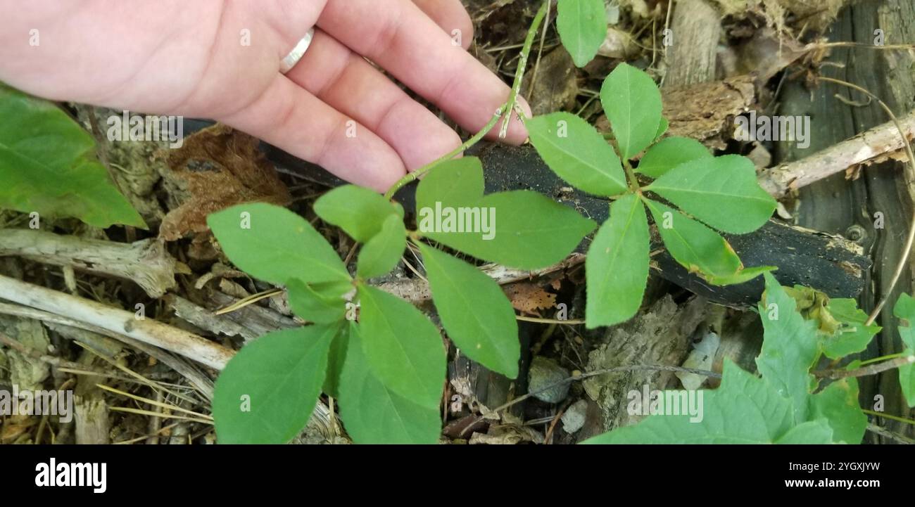 Running Strawberry-bush (Euonymus obovatus Stock Photo - Alamy