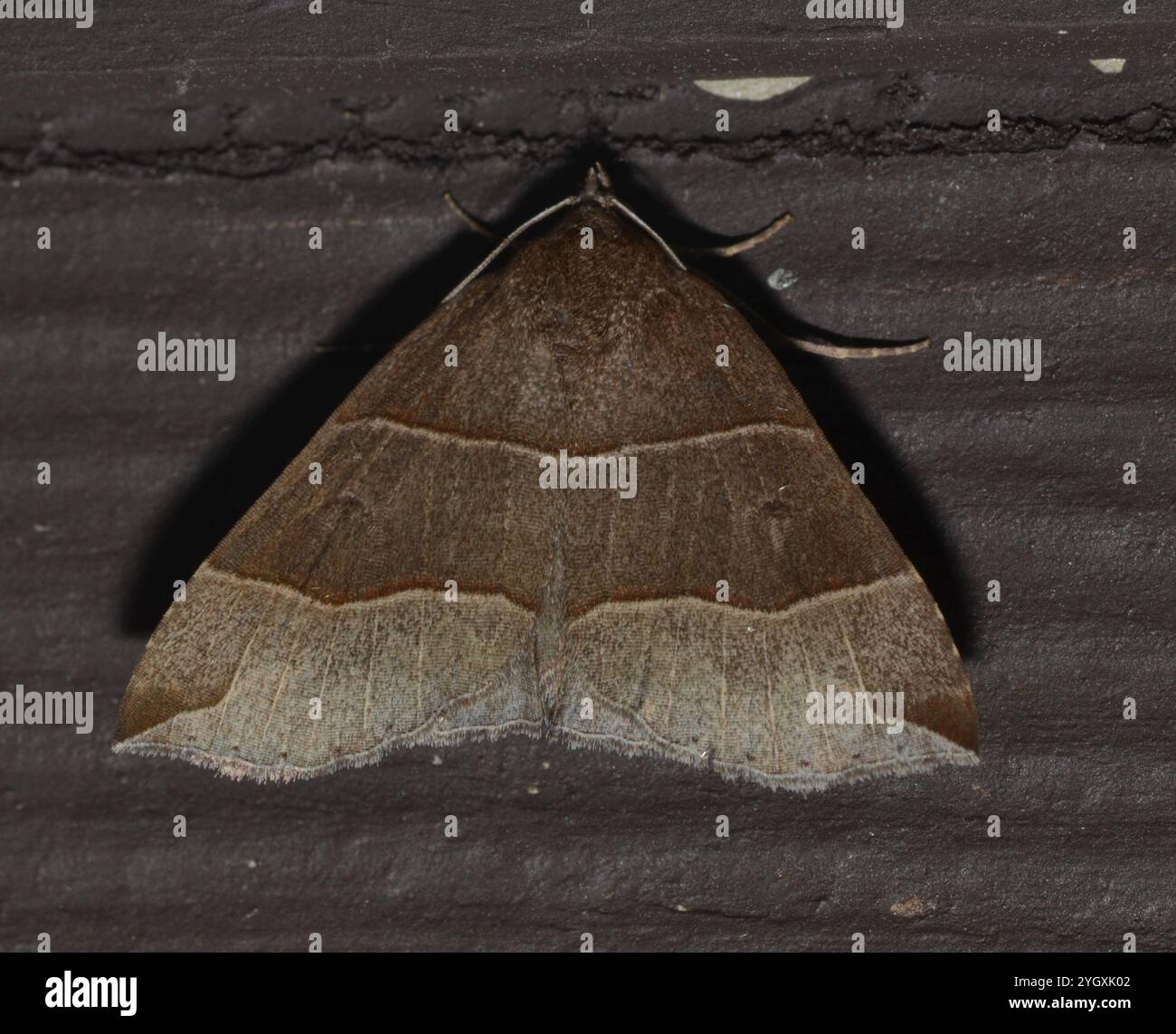 Maple Looper Moth (Parallelia bistriaris Stock Photo - Alamy
