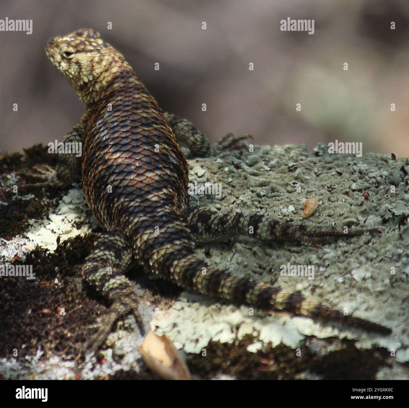 Granite Spiny Lizard (Sceloporus orcutti Stock Photo - Alamy