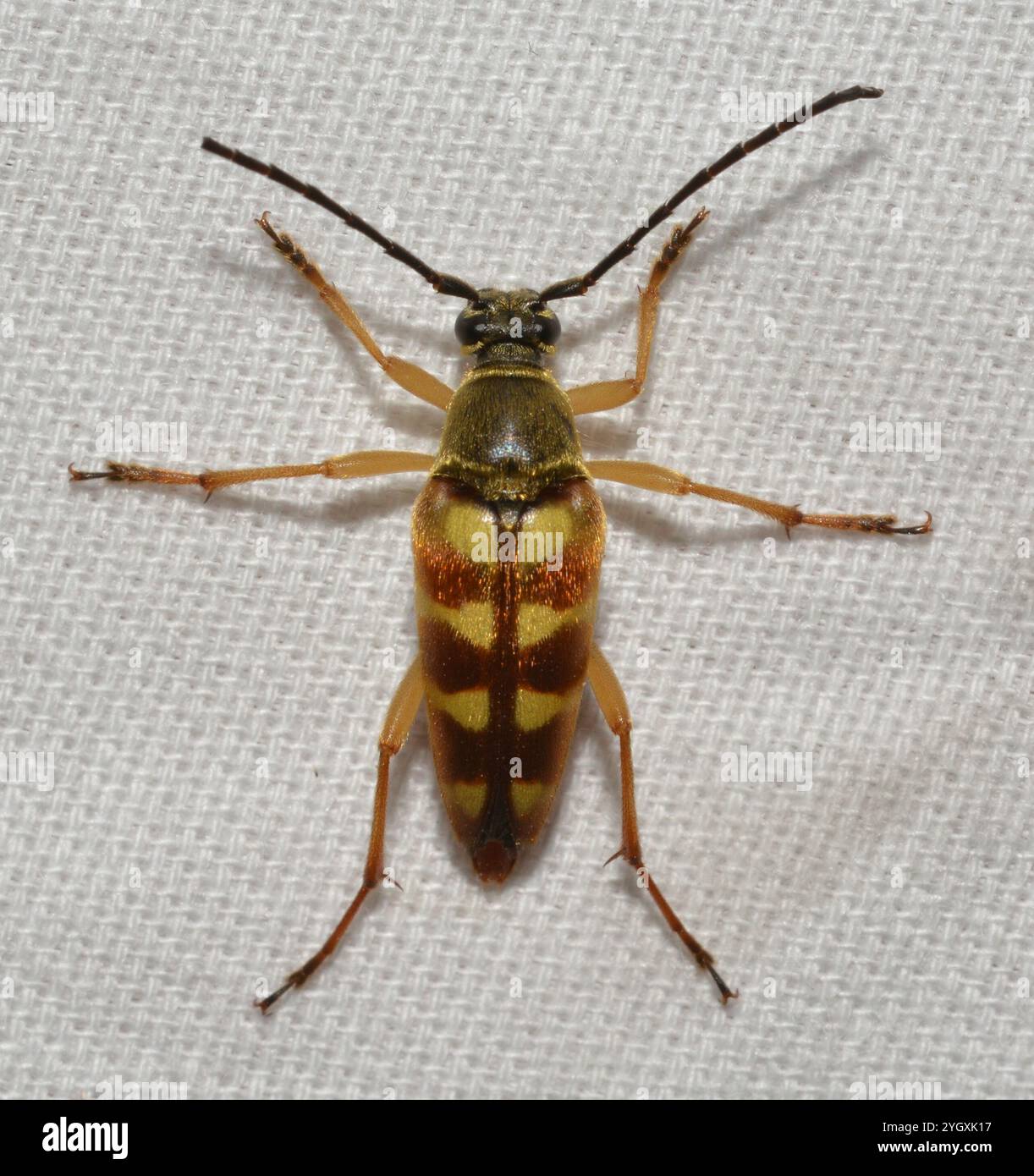 Banded Longhorn Beetle (Typocerus velutinus Stock Photo - Alamy