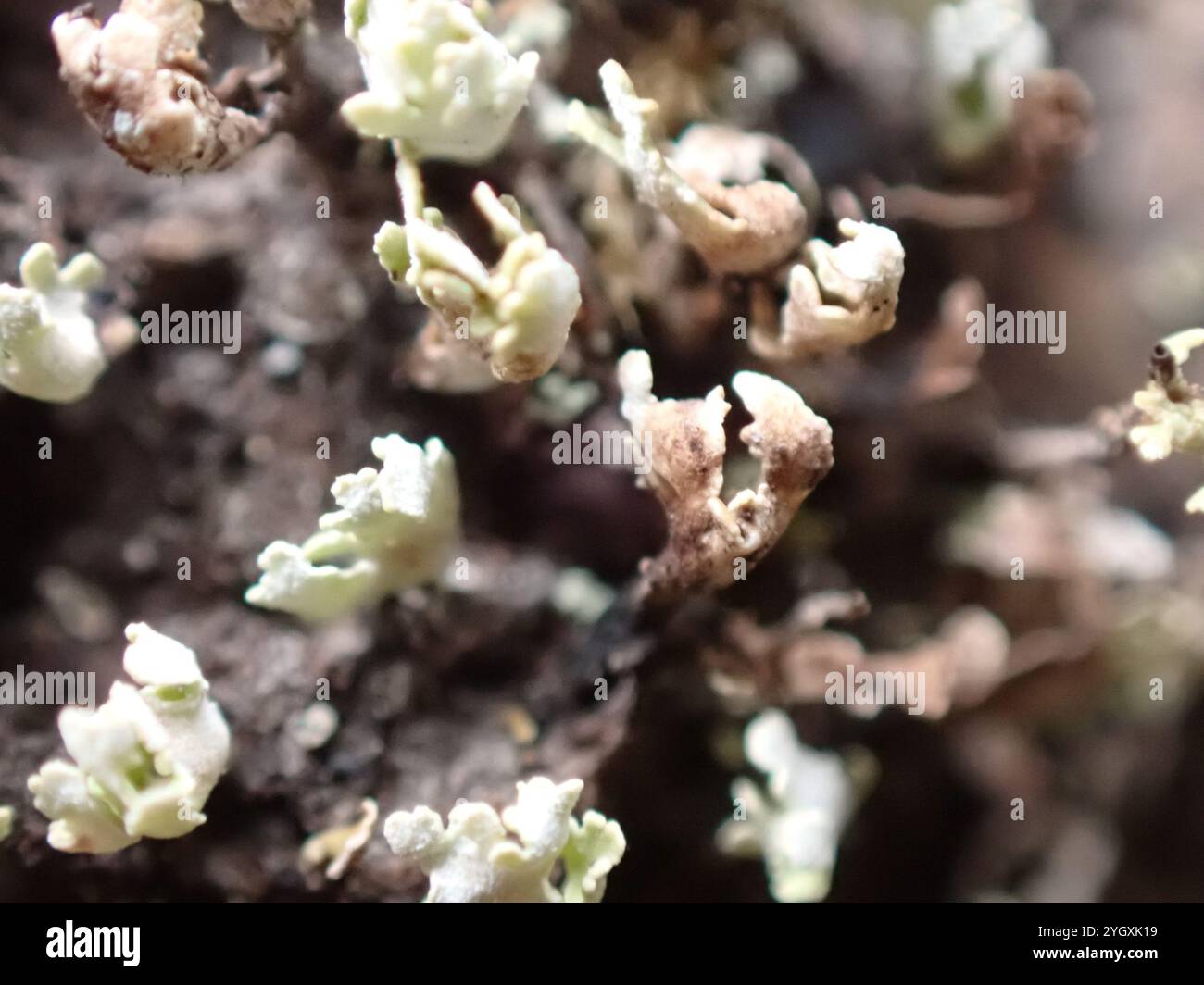 common lichens (Lecanoromycetes Stock Photo - Alamy
