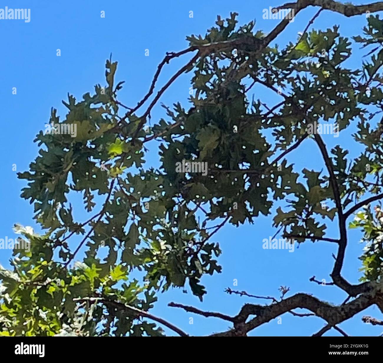 valley oak (Quercus lobata Stock Photo - Alamy