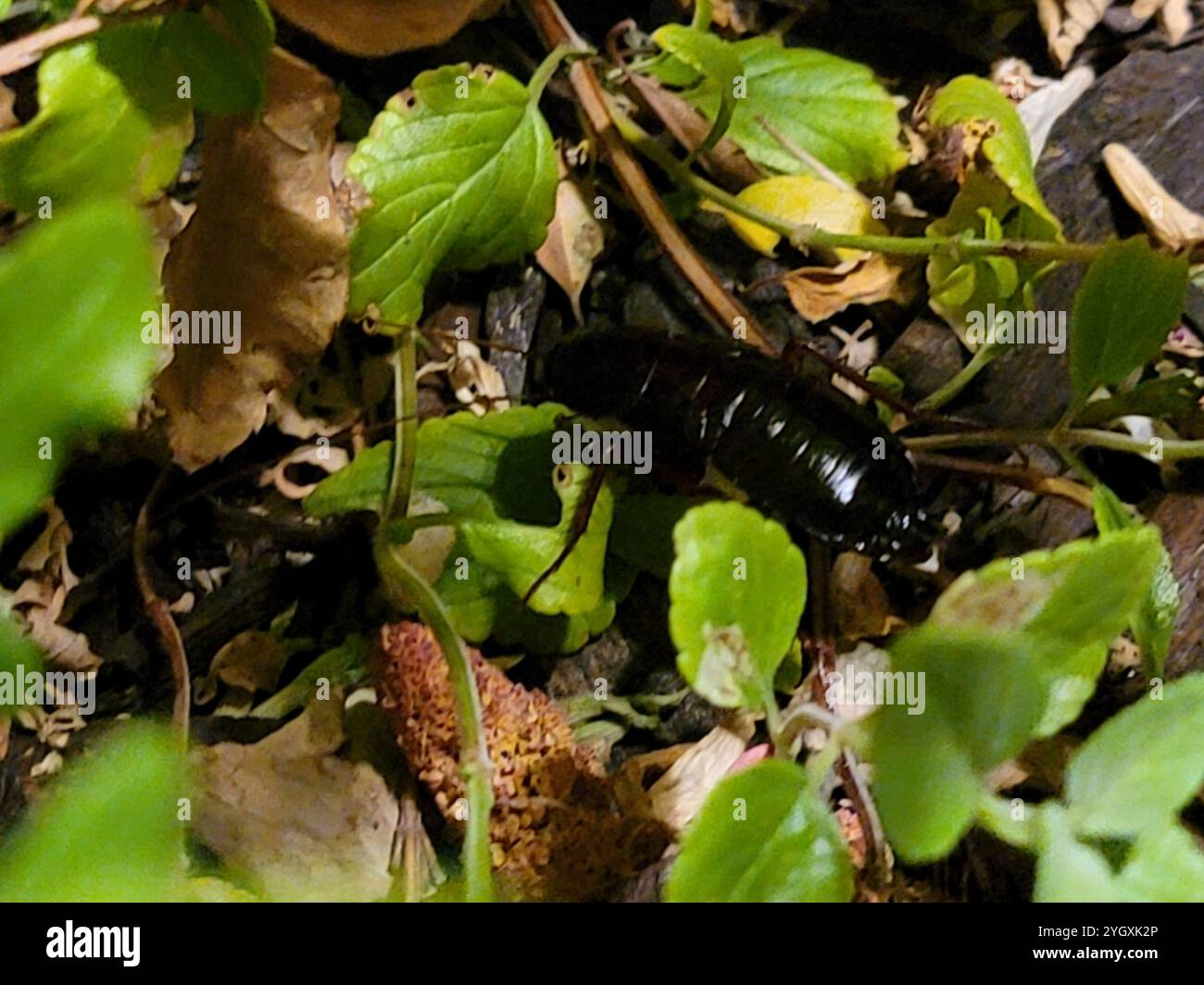 Oriental Cockroach (Blatta orientalis Stock Photo - Alamy