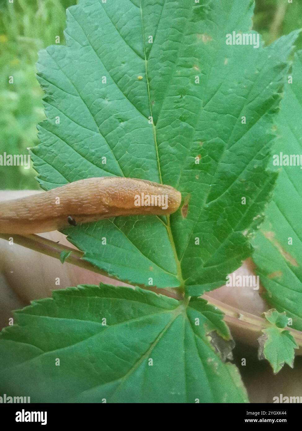 Northern Dusky Slug (Arion fuscus Stock Photo - Alamy