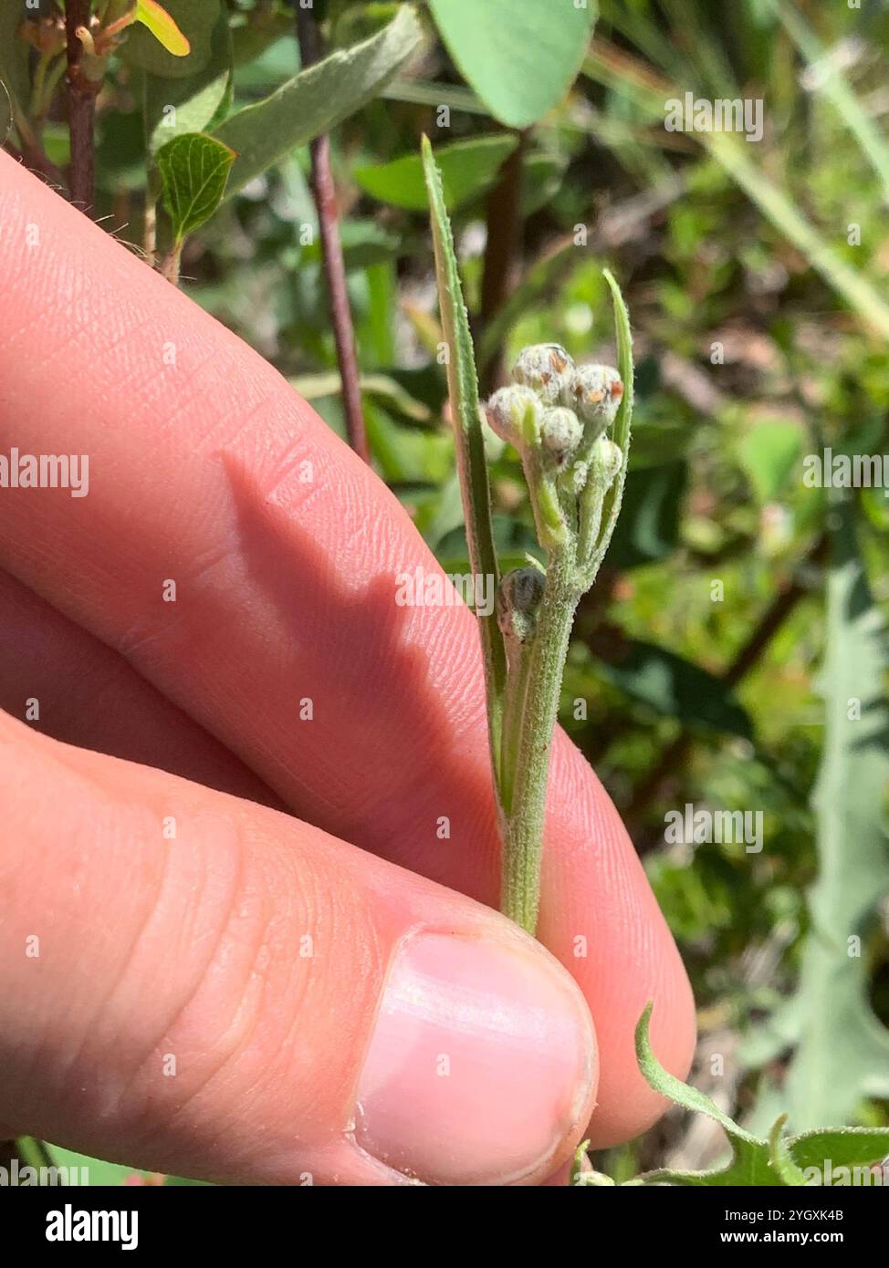 limestone hawksbeard (Crepis intermedia Stock Photo - Alamy