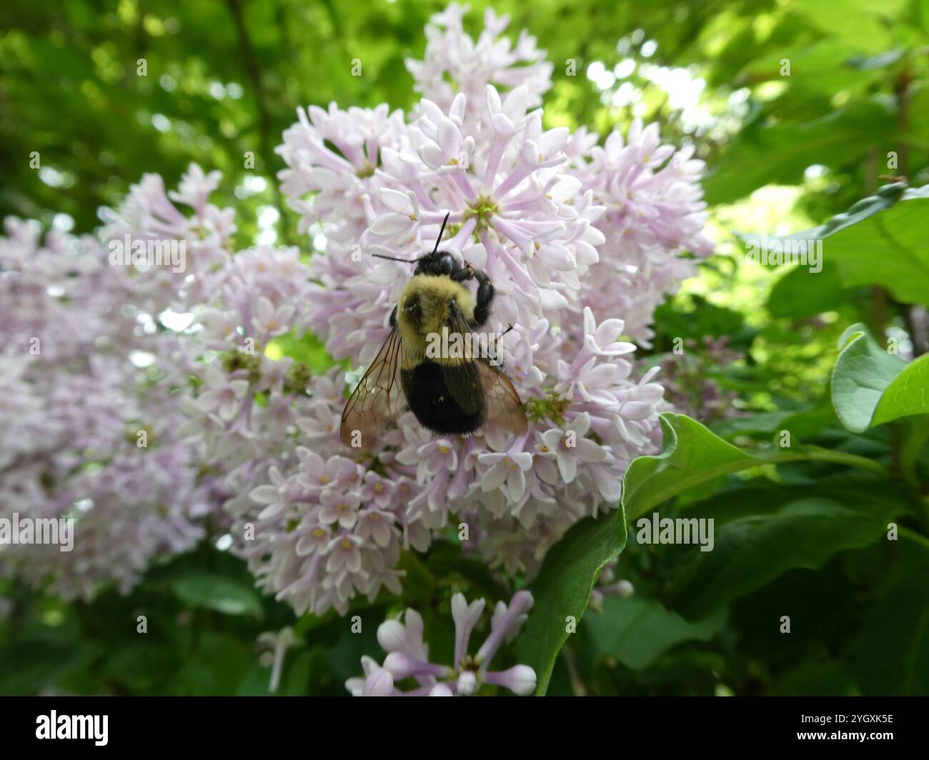 Common Eastern Bumble Bee (Bombus impatiens Stock Photo - Alamy