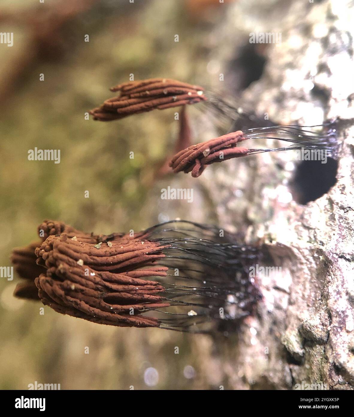 chocolate tube slime (Stemonitis splendens Stock Photo - Alamy