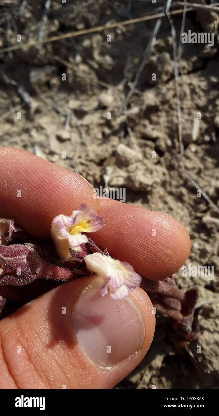 Aphyllon fasciculatum hi-res stock photography and images - Alamy