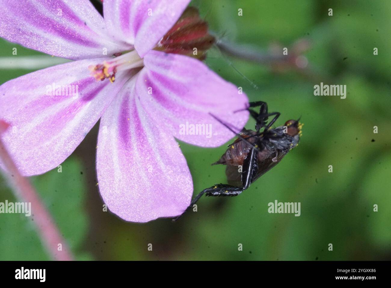 Dance Flies, Long-legged Flies, and Allies (Empidoidea Stock Photo - Alamy