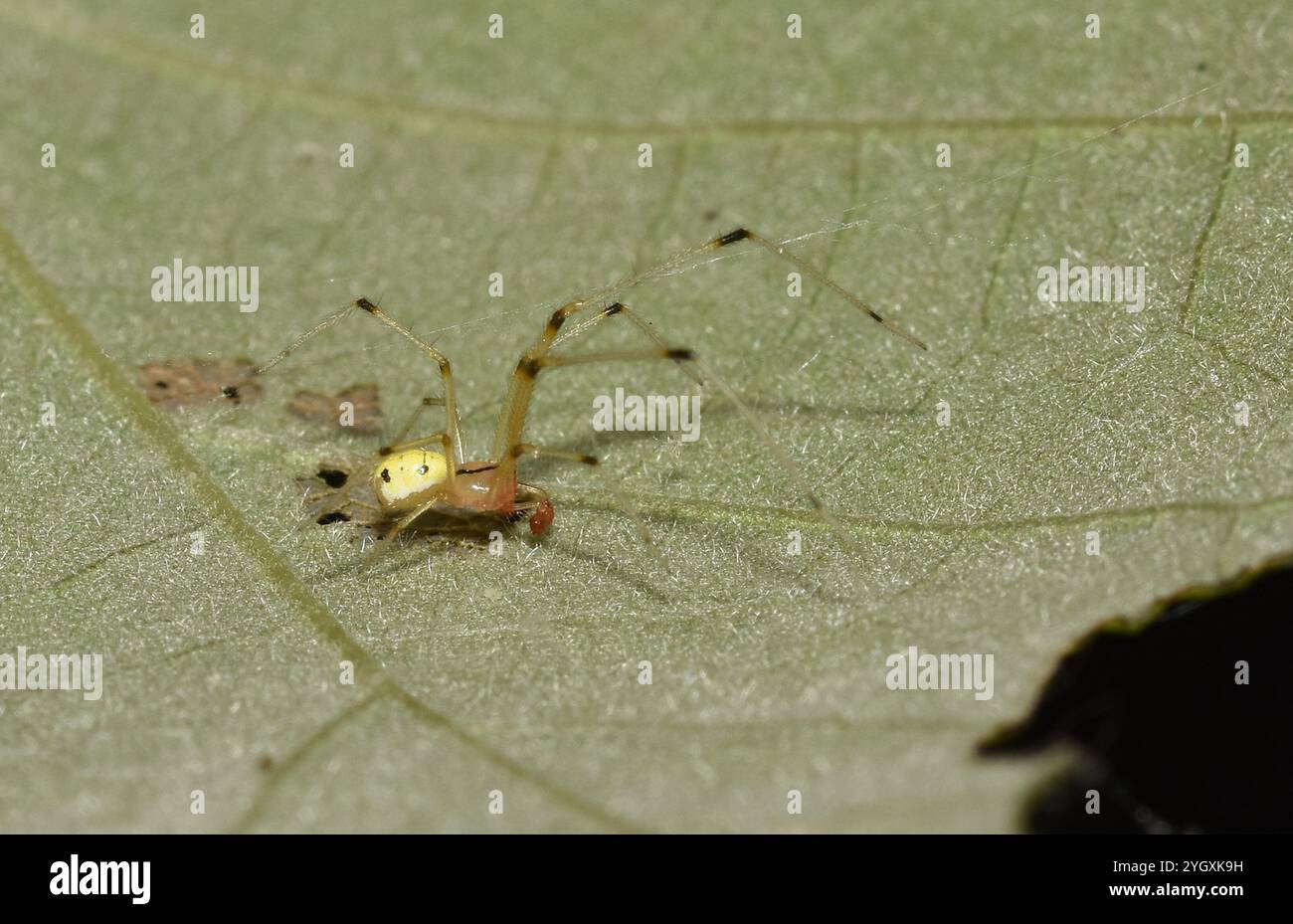 Comb-footed Spiders (Theridiidae Stock Photo - Alamy