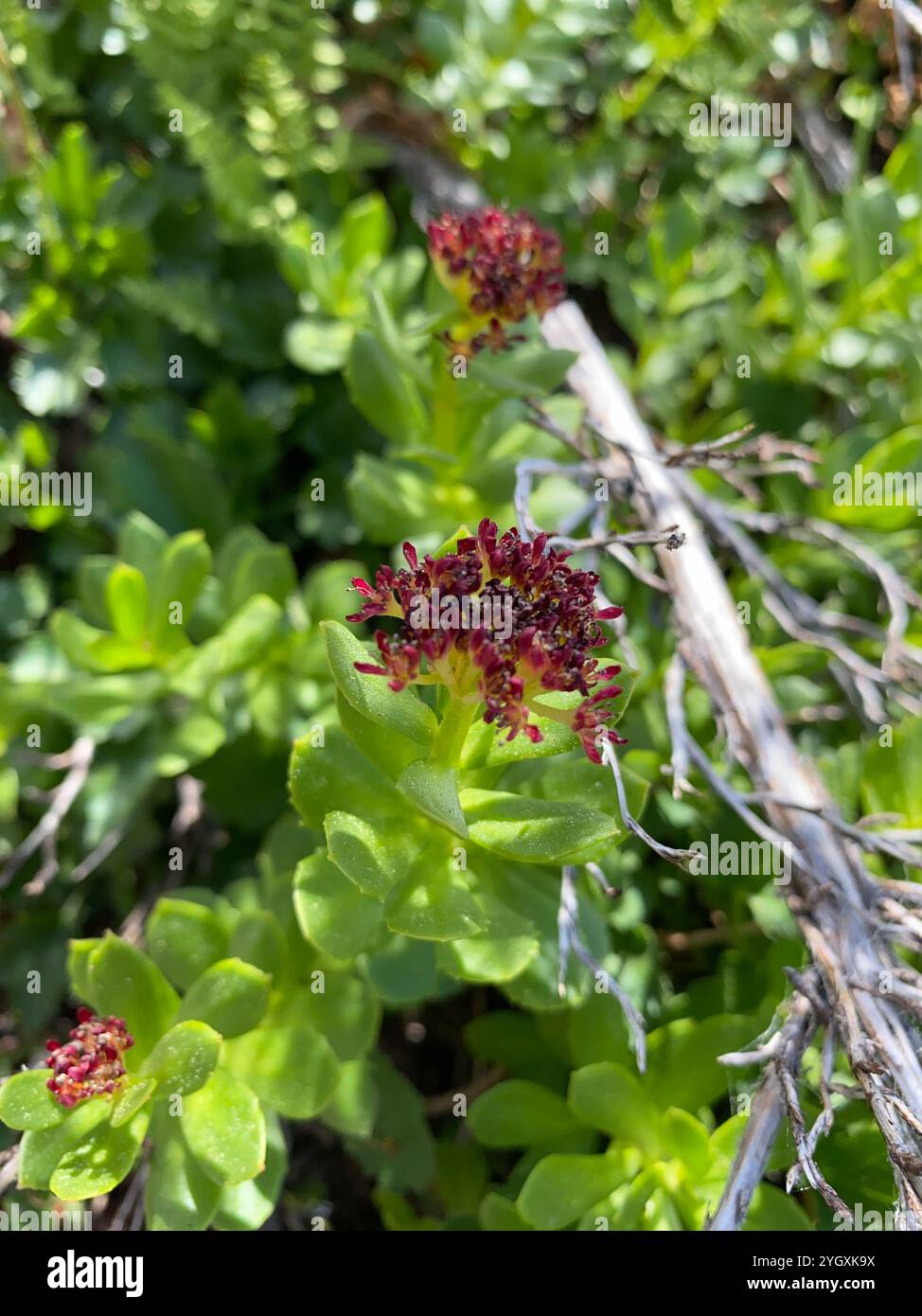 western roseroot (Rhodiola integrifolia Stock Photo - Alamy
