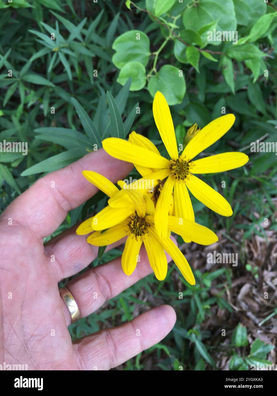 Greater Tickseed (Coreopsis major Stock Photo - Alamy