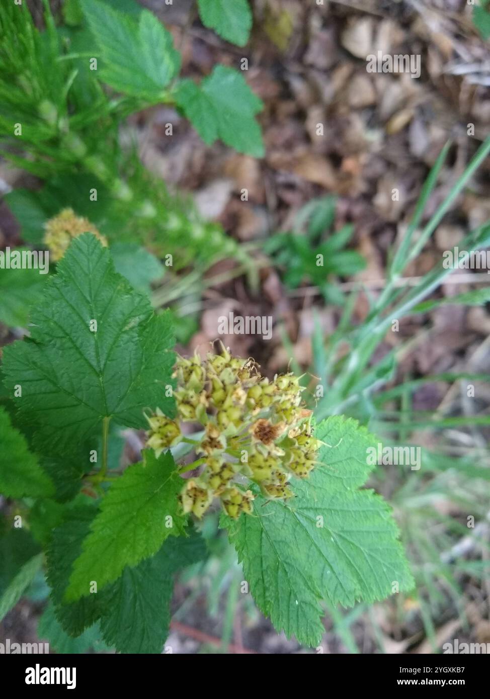Pacific ninebark (Physocarpus capitatus Stock Photo - Alamy