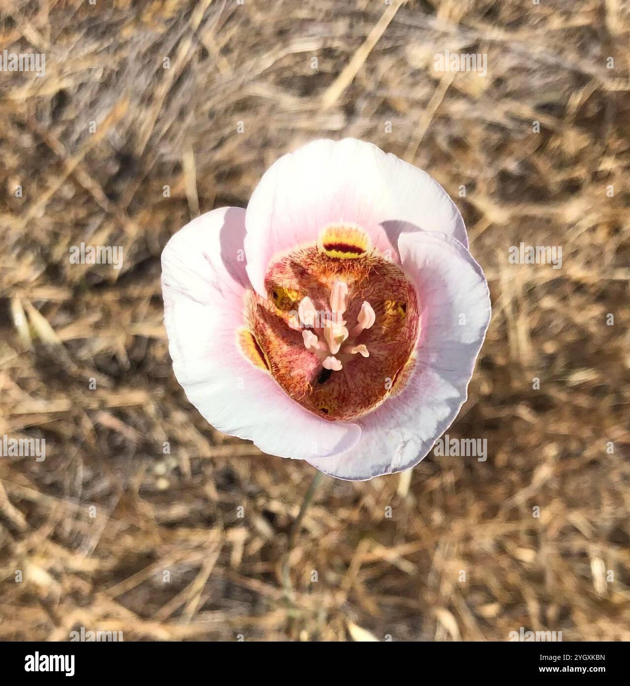 clay mariposa lily (Calochortus argillosus Stock Photo - Alamy