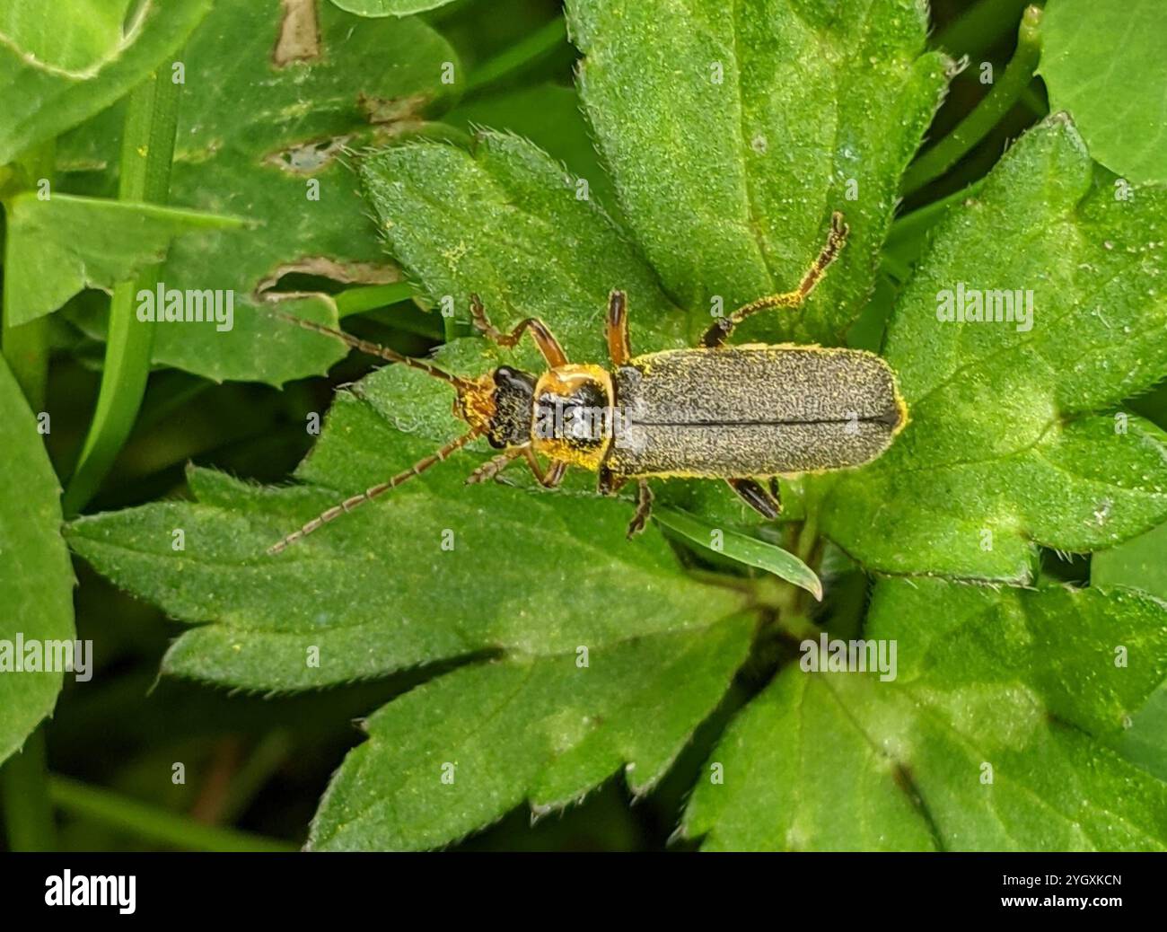 Grey Sailor Beetle (Cantharis nigricans Stock Photo - Alamy