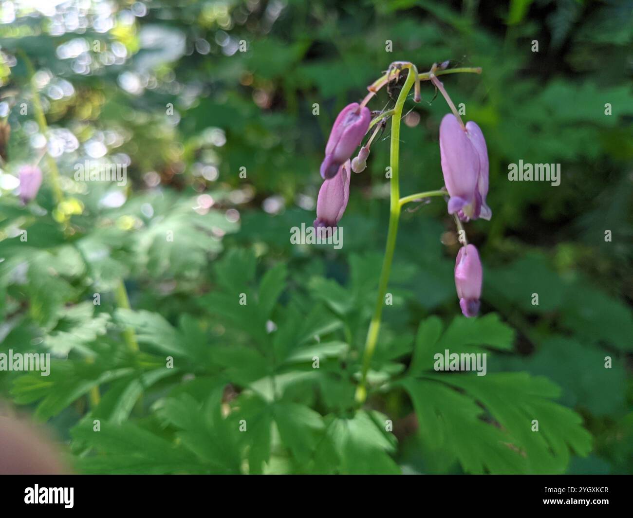 Pacific Bleeding Heart (Dicentra formosa Stock Photo - Alamy